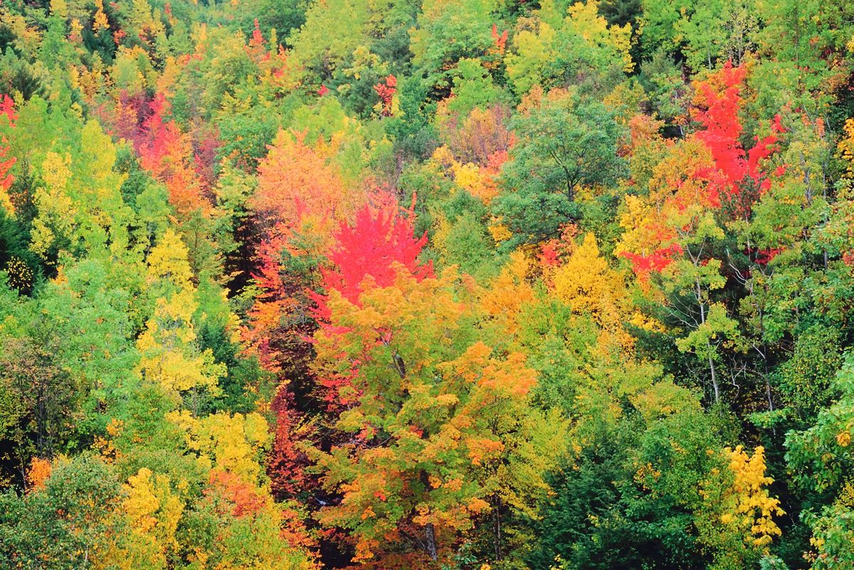 Bernardston one of seven towns to receive DCR tree grant - Franklin ...