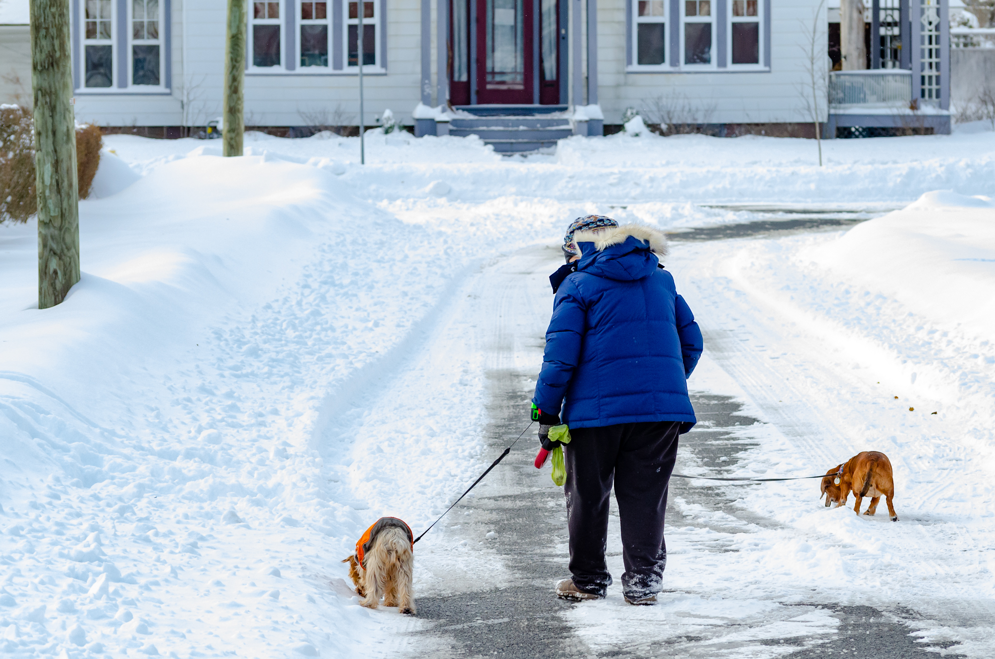 Firefighters save dog from river - Franklin County Now