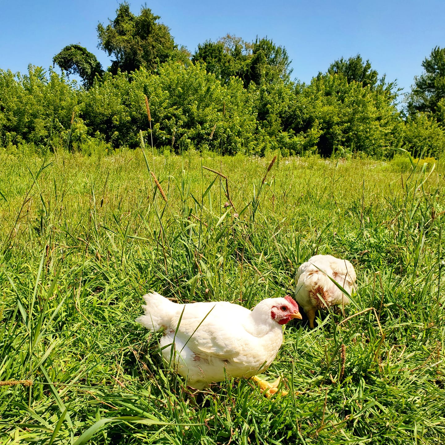 Western Mass farms benefitting from $3.6 million in state funding ...