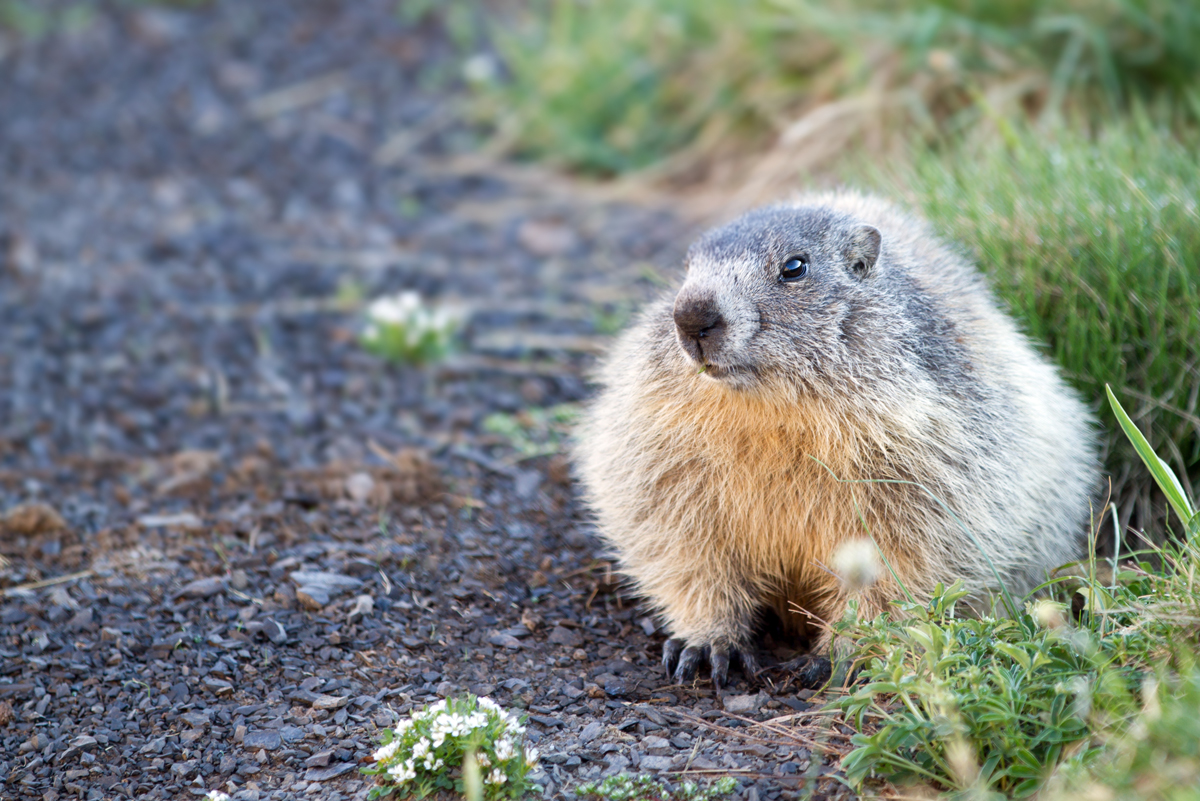 Ms. G, the Massachusetts groundhog, sees her shadow | 98.3 FM WHAI